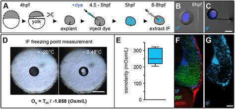 Measurements Of Interstitial Fluid Osmolarity A Schematic Download Scientific Diagram
