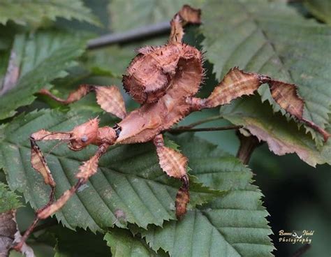 Australian Walking Stick Walking Stick Insect Stick Insect Walking
