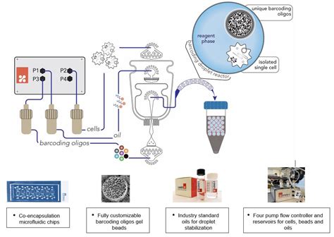 Creating Cell Barcoding Droplets Using Ran Biotechnologies Products Ran Biotech