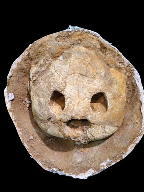 Ancient Turtle Skull Fossil Prehistoric Relic 100 Million Years Old