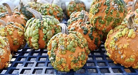 Bumpy Skinned Pumpkins Stock Image Image Of Interesting 344426141