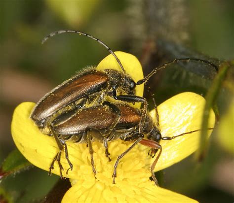 Flower Longhorns Mating Cortodera BugGuide Net