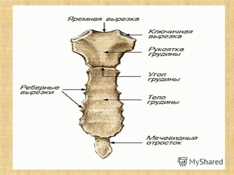 Презентация на тему: "ГРУДНАЯ КЛЕТКА Грудная клетка, грудь (лат. Thorax ...