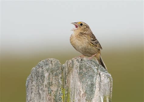 Grasshopper Sparrow — Sacramento Audubon Society