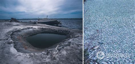 Підрив Каховської ГЕС на Херсонщині через підрив Каховської ГЕС масовий мор риби фото Oboz Ua