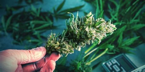 Exotic Weed Vs Regular Weed How To Know The Difference Butterfly Labs