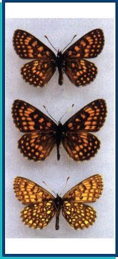 Nymphalidae Mellicta Plotina Bremer 1861
