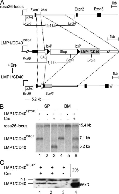 Generation Of Transgenic Mice Conditionally Expressing Lmp1cd40 A