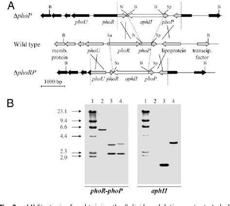 Figure 3 From The Two Component Phor Phop System Controls Both Primary Metabolism And Secondary