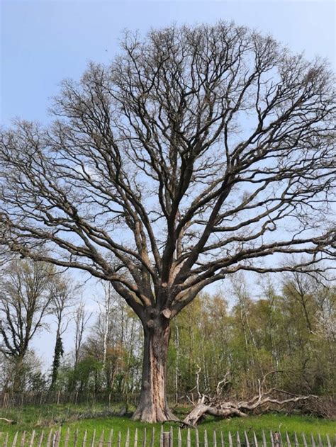 Treeid Eik Van Een Duizendjarige Eik Lummen