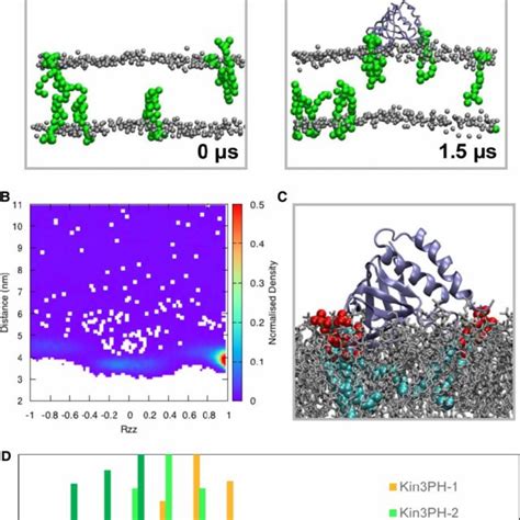 Pmf Calculations Of Kindlin 3 Ph Domain With Pips Download Scientific Diagram