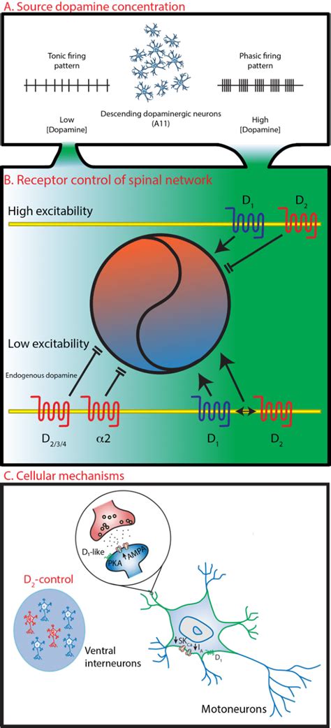 Dopamine Exerts State And Receptor Dependent Control Of Spinal Motor Download Scientific