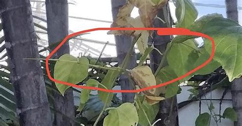 Iguana Tail Album On Imgur