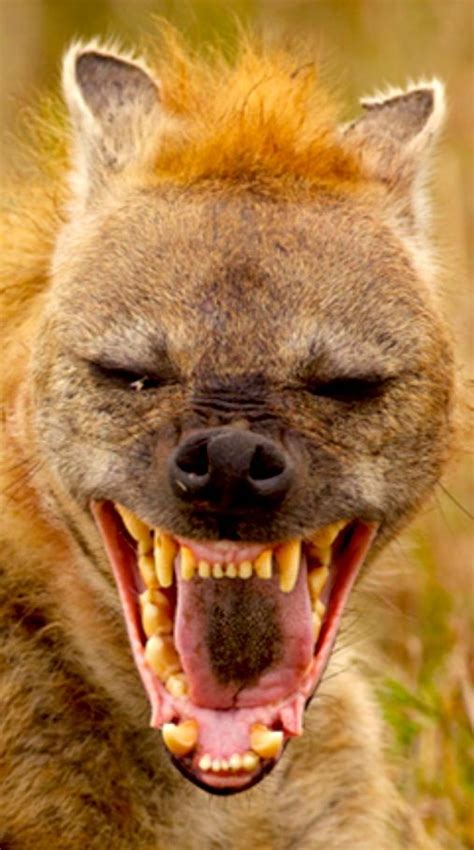 Ferocious Animals Cute Unusual