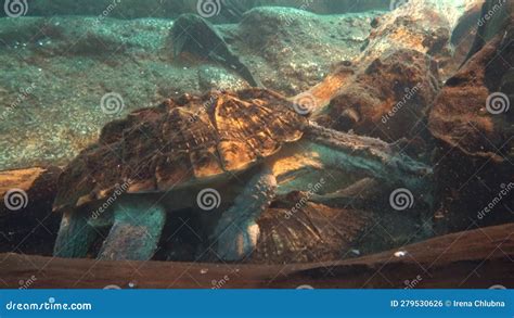 Alligator Snapping Turtle In An Aquarium Stock Footage Video Of