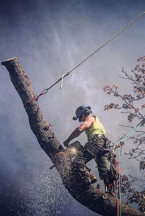 Dead And Fallen Tree Removal Service Near Me Tulsa OK