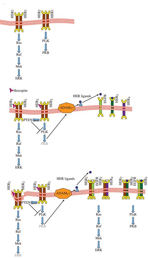 The Proposed Model Of Acquired Resistance To Herceptin In Download