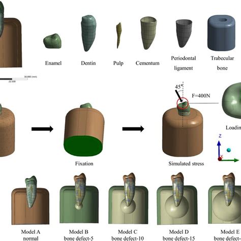 Schematic View Of Model Structure And Stress Loading Model A Control Download Scientific