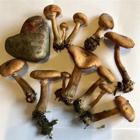 Identification Folklore And Medicine Of Honey Fungus Seed Sistas