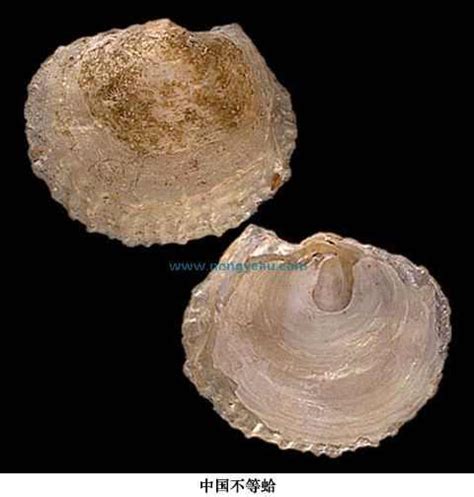 中国不等蛤 快懂百科