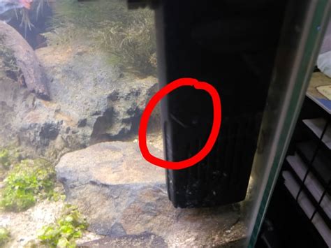 What Are These Super Tiny Worm Things R Plantedtank