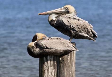 Pelicans Phoebus Hampton Va Pelicans Phoebus Hampton V Flickr