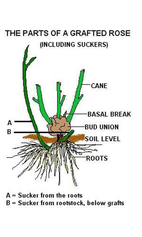 Bare Root Roses 101 Planting Care Artofit