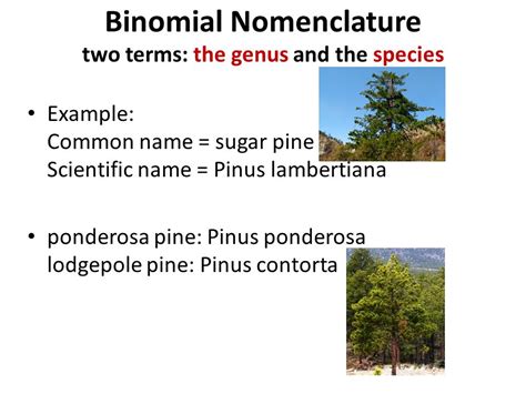 Binomial Nomenclature Examples