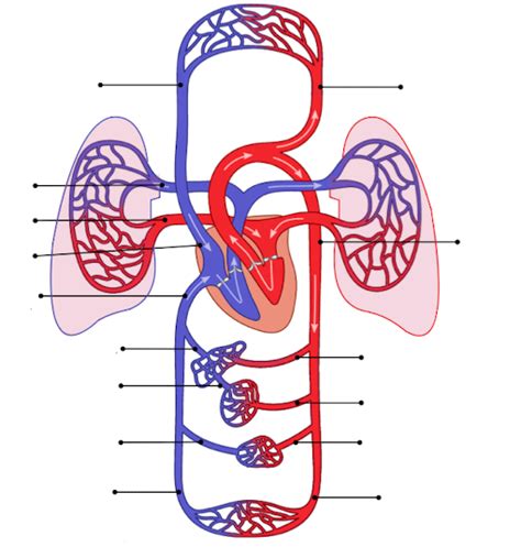 Labels Of Double Circulatory System Veins And Arteries Diagram Quizlet