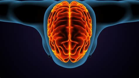 Premium Photo Human Brain Anatomy 3d Illustration