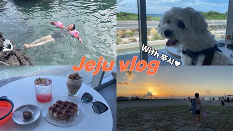 제주여행vlog Ep2 🍊 강아지랑 제주도 여행 애견동반 여행지 바다수영 섭지코지 성산 카페 ♥ Youtube