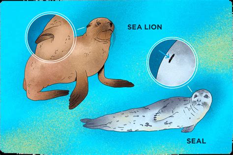 Seal In The Sea