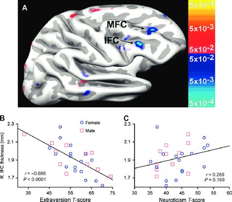 Significant Correlations Of Cortical Thickness And Extraversion In The Download Scientific