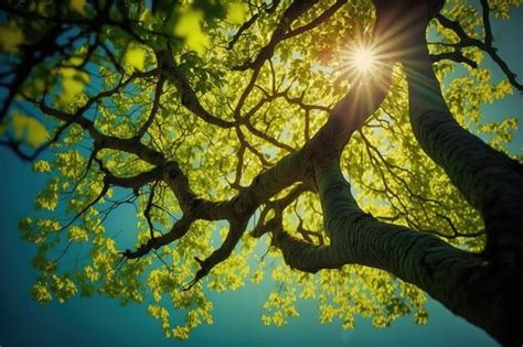 premium ai image sunlight filtering through tree branches