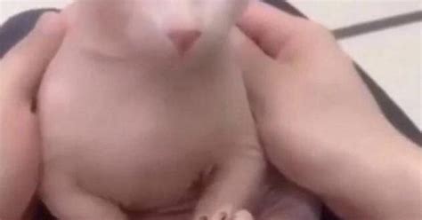 Bingus Album On Imgur