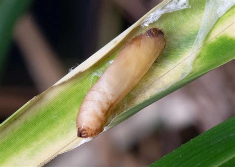 Yehl Skipper Alabama Butterfly Atlas