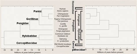 Anthropoid Classification