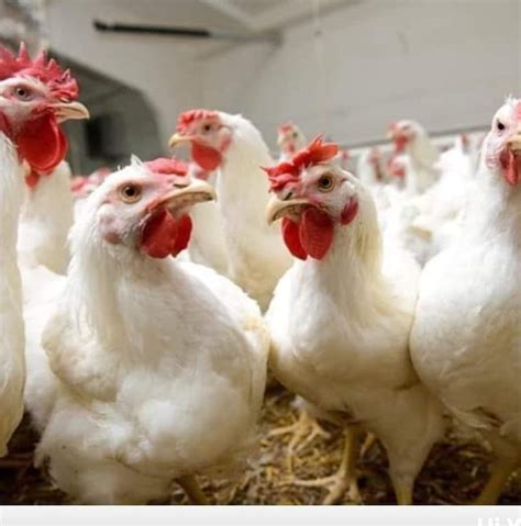 اسعار الفروج في سوريا