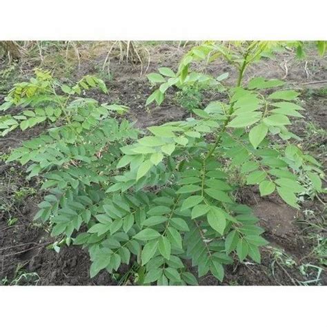 Natural Gliricidia Sepium Seed Seemai Agathi 100gm At ₹ 199 Pack In