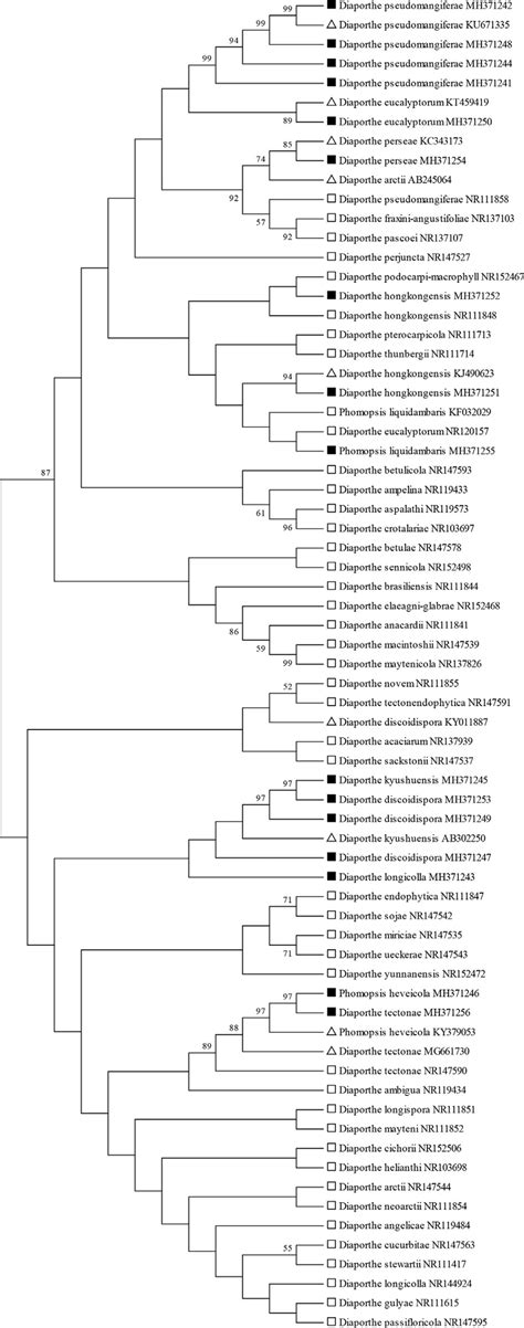 bootstrap consensus tree based on maximum likelihood method for