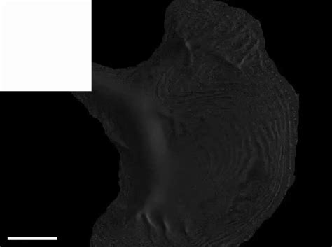 Contrast Polarity Specific Mapping Improves Efficiency Of Neuronal