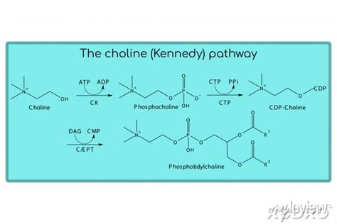Molecular Diagram Of The Choline Kennedy Pathway Biosynthesis • Wall Stickers Vector