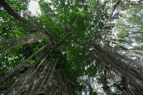 현지에서 하는 성스러운 원숭이 숲 성소 발리 섬 인도네시아 0명에 대한 스톡 사진 및 기타 이미지 0명 Sacred Geometry 거인 Istock