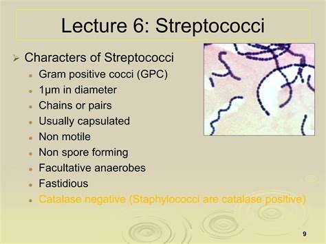 Staphylococci And Streptococci Organisms Ppt Ear Nose And Throat