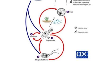 South Korea Reports First Death From Brain Eating Amoeba Asia News