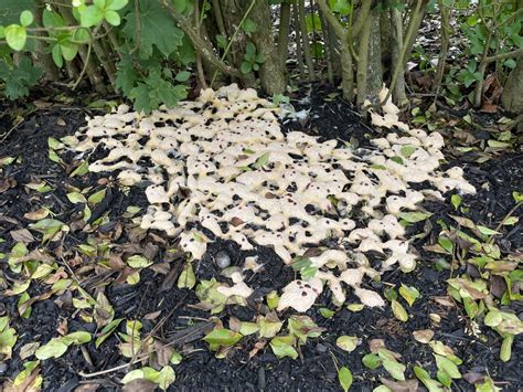 What Is This Bleeding Fungus Rshroomid