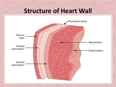 Aandp Heart Lecture Diagram Quizlet