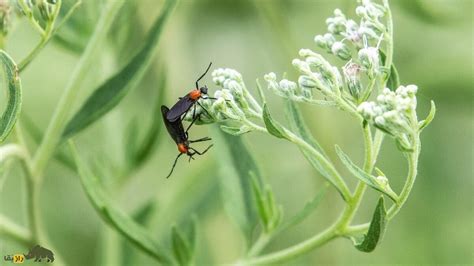 مگس عشق‌باز؛ شهوتی‌ترین جانور روی زمین که فقط چهار روز عمر دارد و دشمن