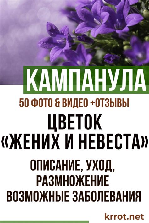 Цветок «Жених и Невеста» Описание, Уход (50 Фото) - Отзывы