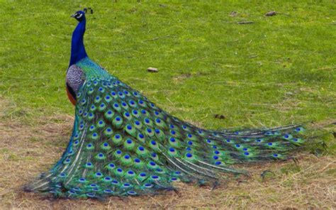 Hd Peacock Wallpaper Pixelstalk